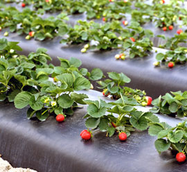 Mulching Film Manufacturer | Silver & Black Mulching Film Manufacturer ...