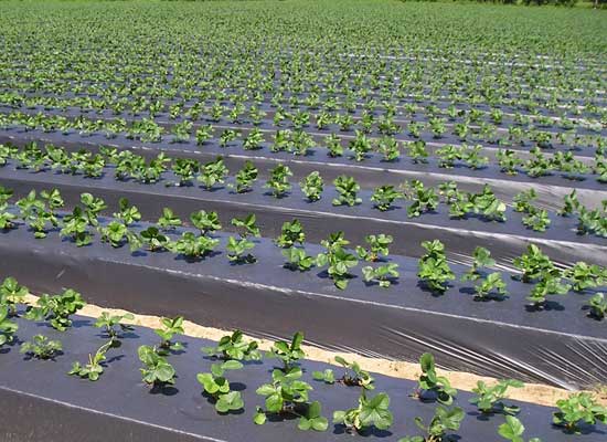 Mulching Film Manufacturer | Silver & Black Mulching Film Manufacturer ...